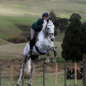 Browse horse for sale listings - page 1 :: iSpyHorses, New Zealand and ...