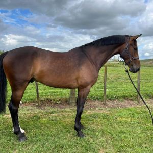 ISpyHorses connects horse people and their horses throughout the world