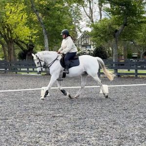 Browse horse for sale listings - page 3 :: iSpyHorses, New Zealand and ...