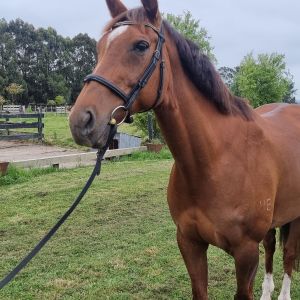 ISpyHorses connects horse people and their horses throughout the world