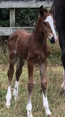 Horse for sale - Sporthorse Gelding