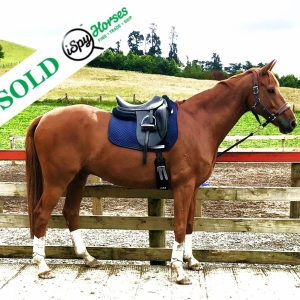 ISpyHorses connects horse people and their horses throughout the world