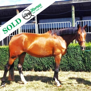 ISpyHorses connects horse people and their horses throughout the world