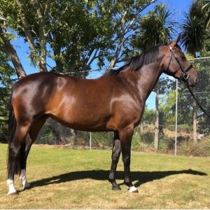 ISpyHorses connects horse people and their horses throughout the world